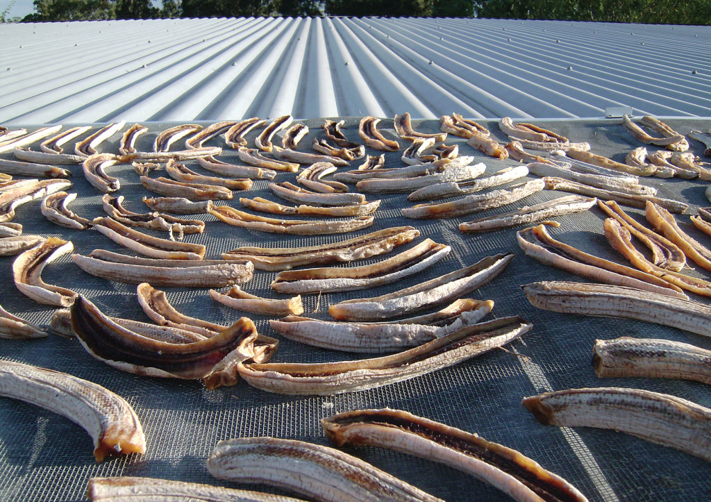 Permaculture Design Principle 2: Catch and store energy